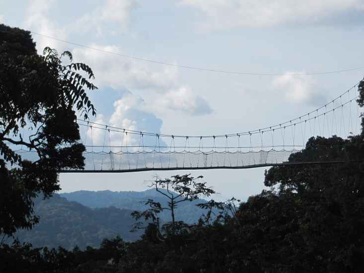 Nyungwe Forest National Park - Treks 2 Rwanda | Guided Vacations and ...